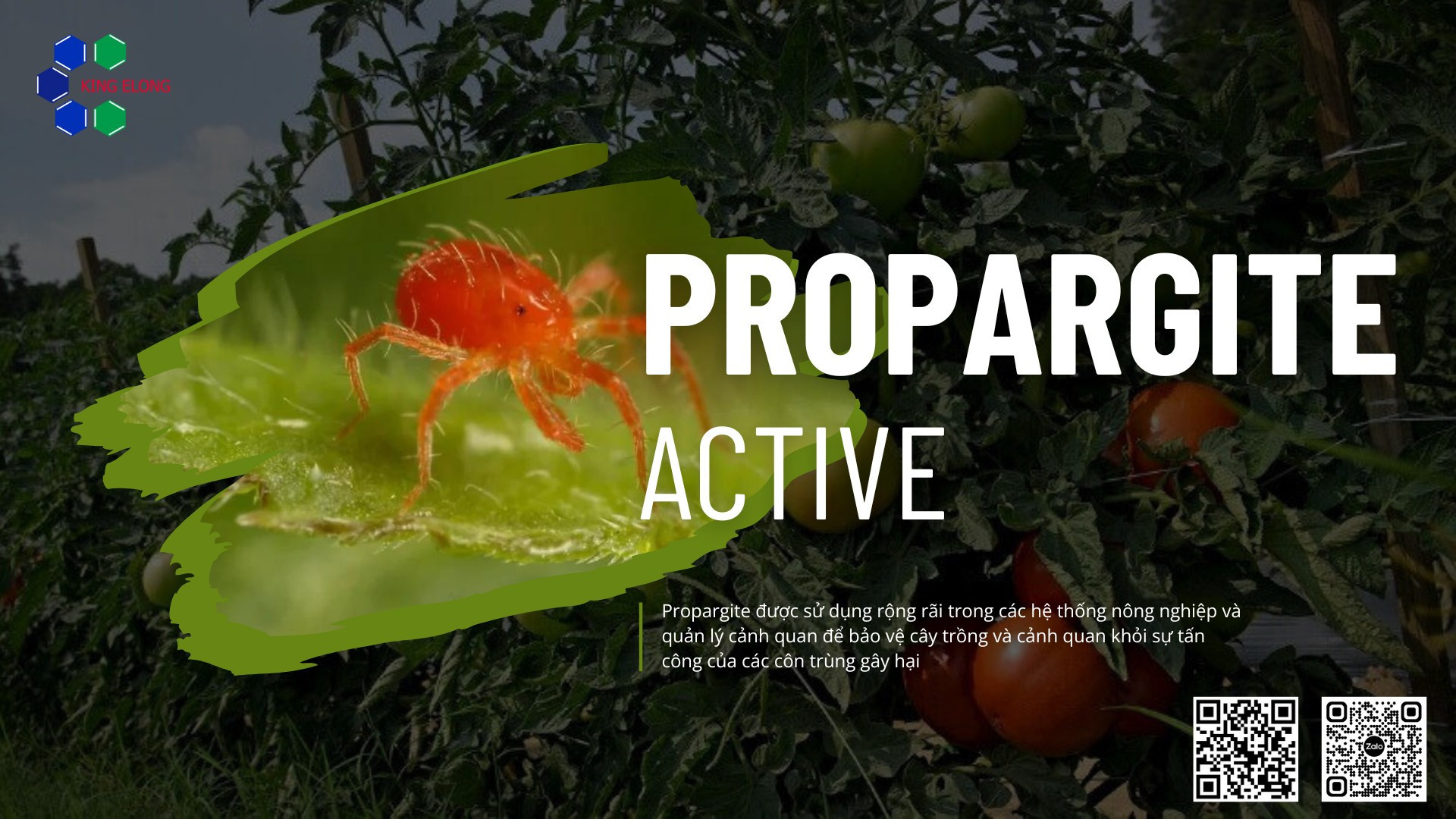 Hoạt chất Propargite – Kingelong Việt Nam