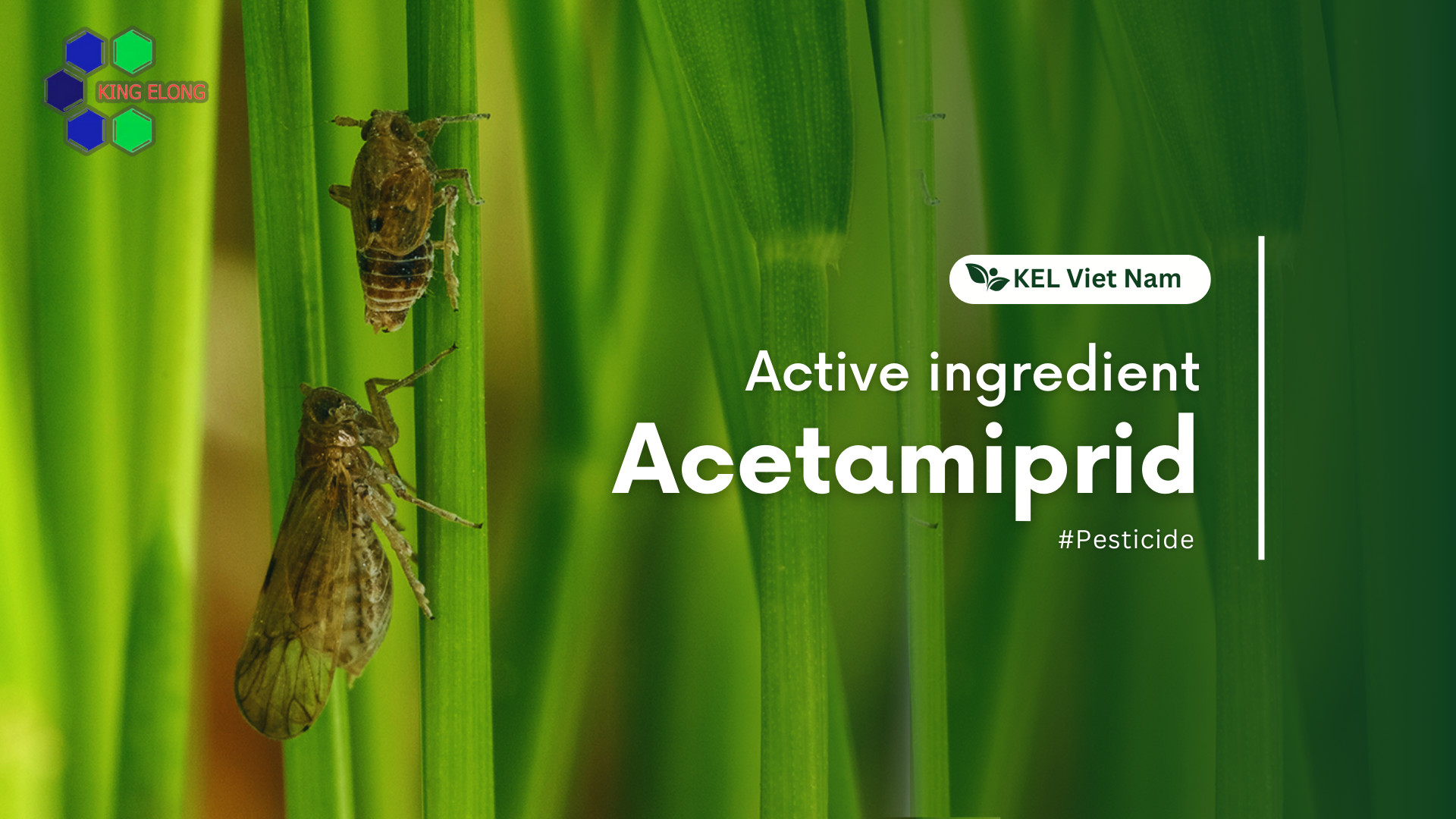The active ingredient Acetamiprid – Kingelong Việt Nam