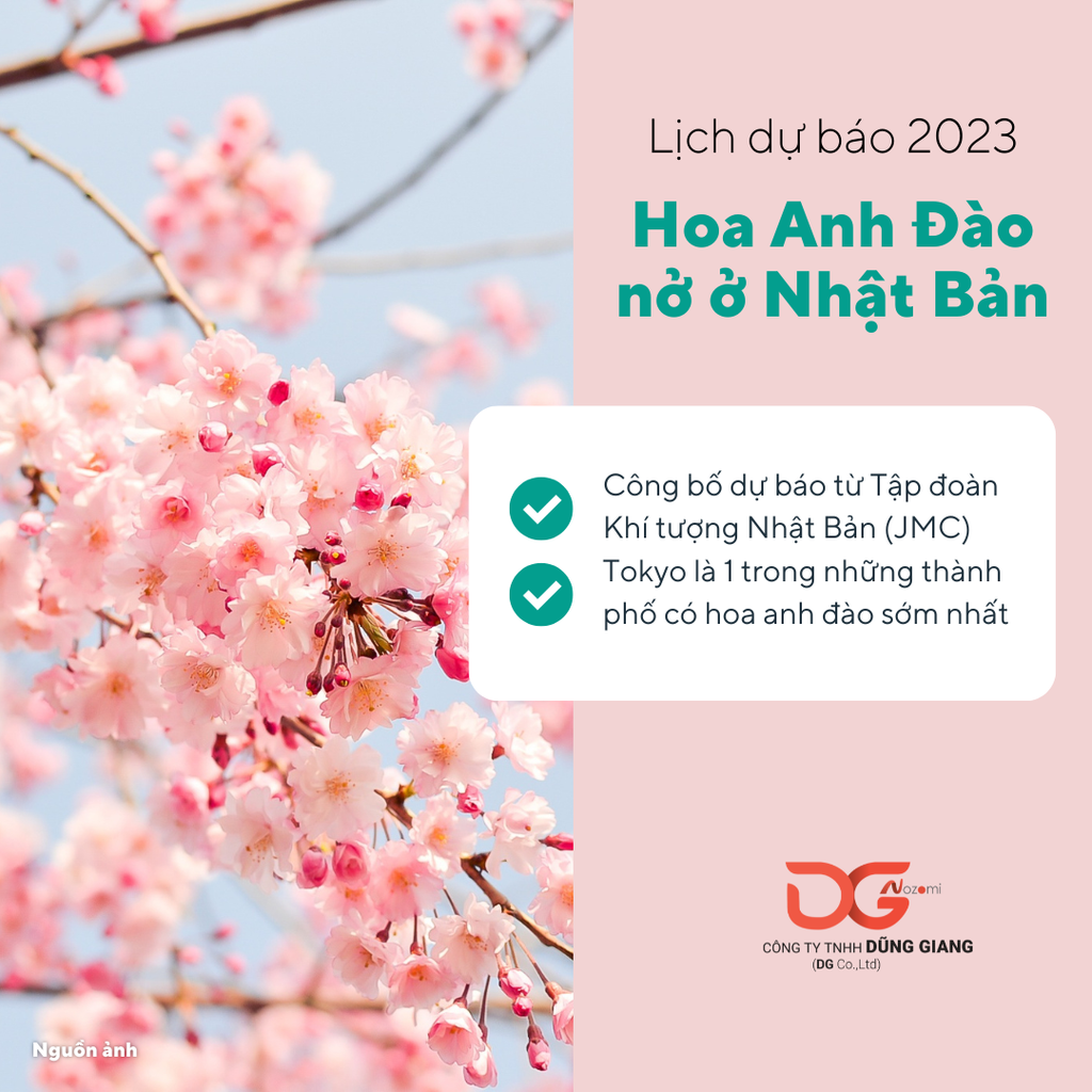 Lịch dự báo hoa anh đào nở ở Nhật Bản 2023 – DG Nozomi