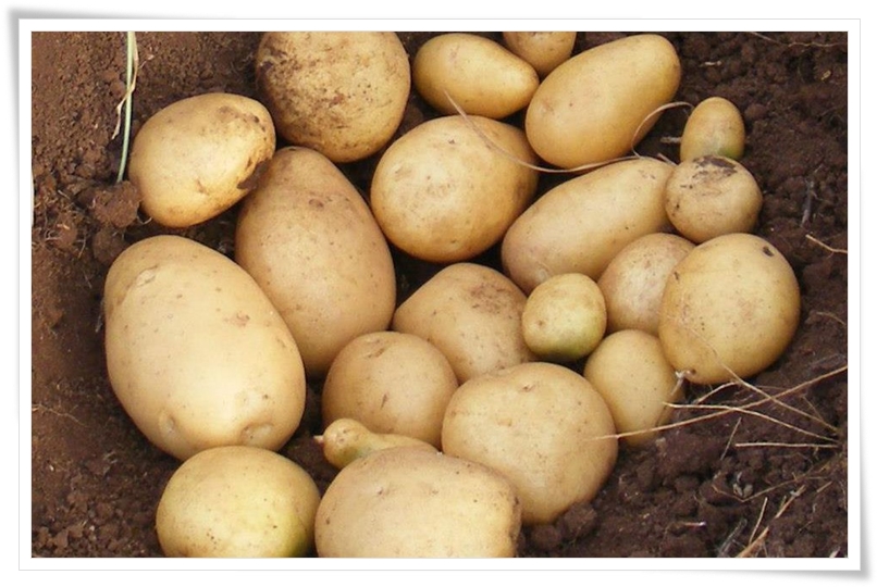 KHOAI TÂY VÀ NHỮNG LỢI ÍCH TUYỆT VỜI ! – Nam An Market