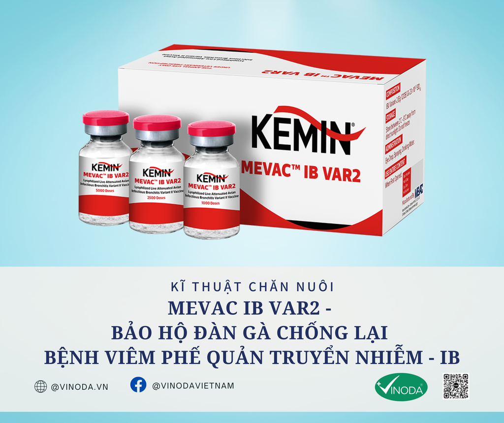 MEVAC IB VAR2 - BẢO HỘ ĐÀN GÀ CHỐNG LẠI BỆNH VIÊM PHẾ QUẢN TRUYỂN NHIỄ – Công ty TNHH Thương Mại ...