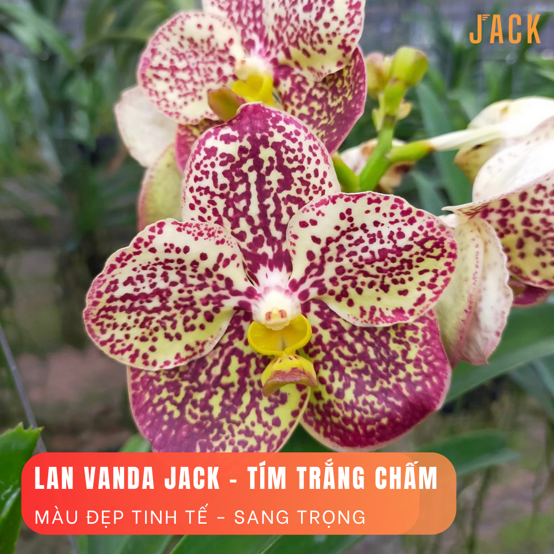 Lan Vanda và cách chăm sóc để cây ra hoa vào dịp Tết Nguyên Đán – Cửa hàng hoa lan Jack