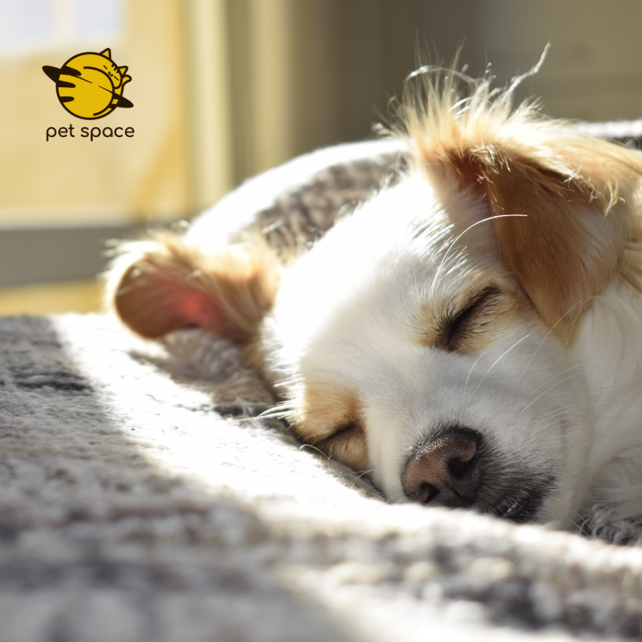 Top 3 bệnh thường gặp ở chó – Petspace.vn