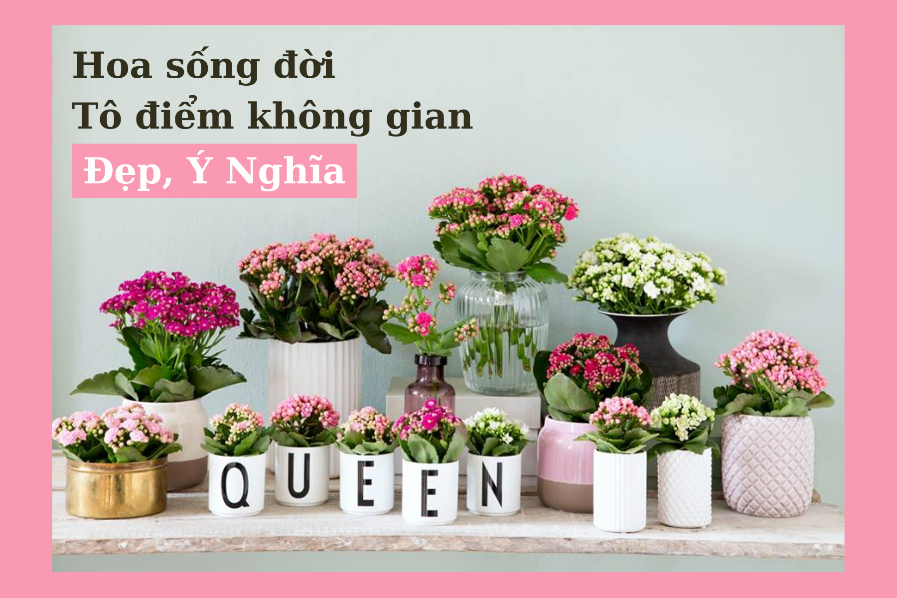 Hoa sống đời: Ý nghĩa phong thuỷ, công dụng, nguồn gốc, cách trồng – Flosa