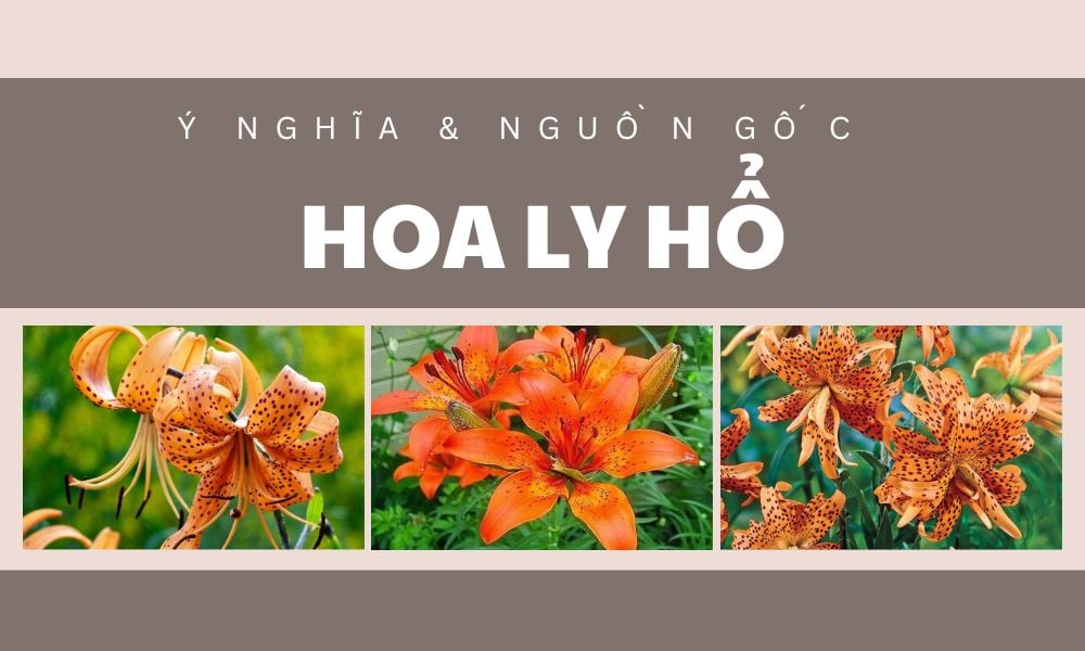 Hoa Ly Hổ Ý Nghĩa And Nguồn Gốc Loài Hoa Tháng Sinh Của Jungkook Bts Flosa