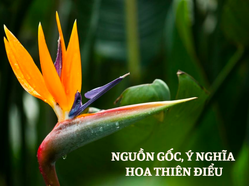 Hoa Thiên Điểu Ý Nghĩa Cách Cắm Loài Hoa Đẹp Độc Lạ HoaĐẹp365