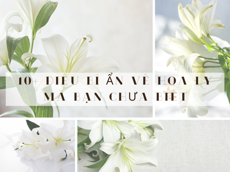 Hoa Ly Hoa Bách Hợp Ý Nghĩa And 10 Điều Bất Ngờ Về Hoa Ly HoaĐẹp365