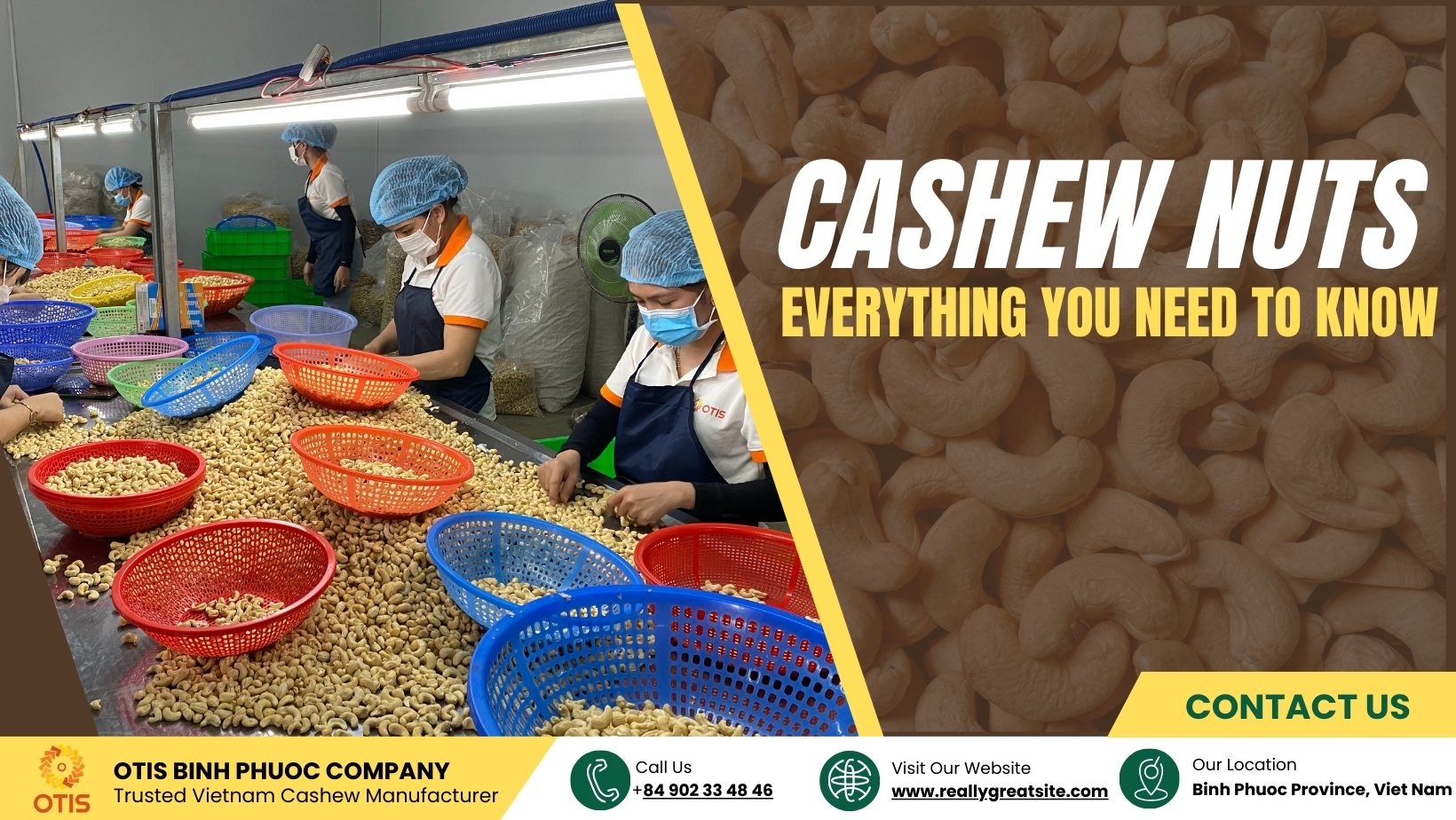 CASHEW NUT : Comprehensive Information – OTIS BÌNH PHƯỚC