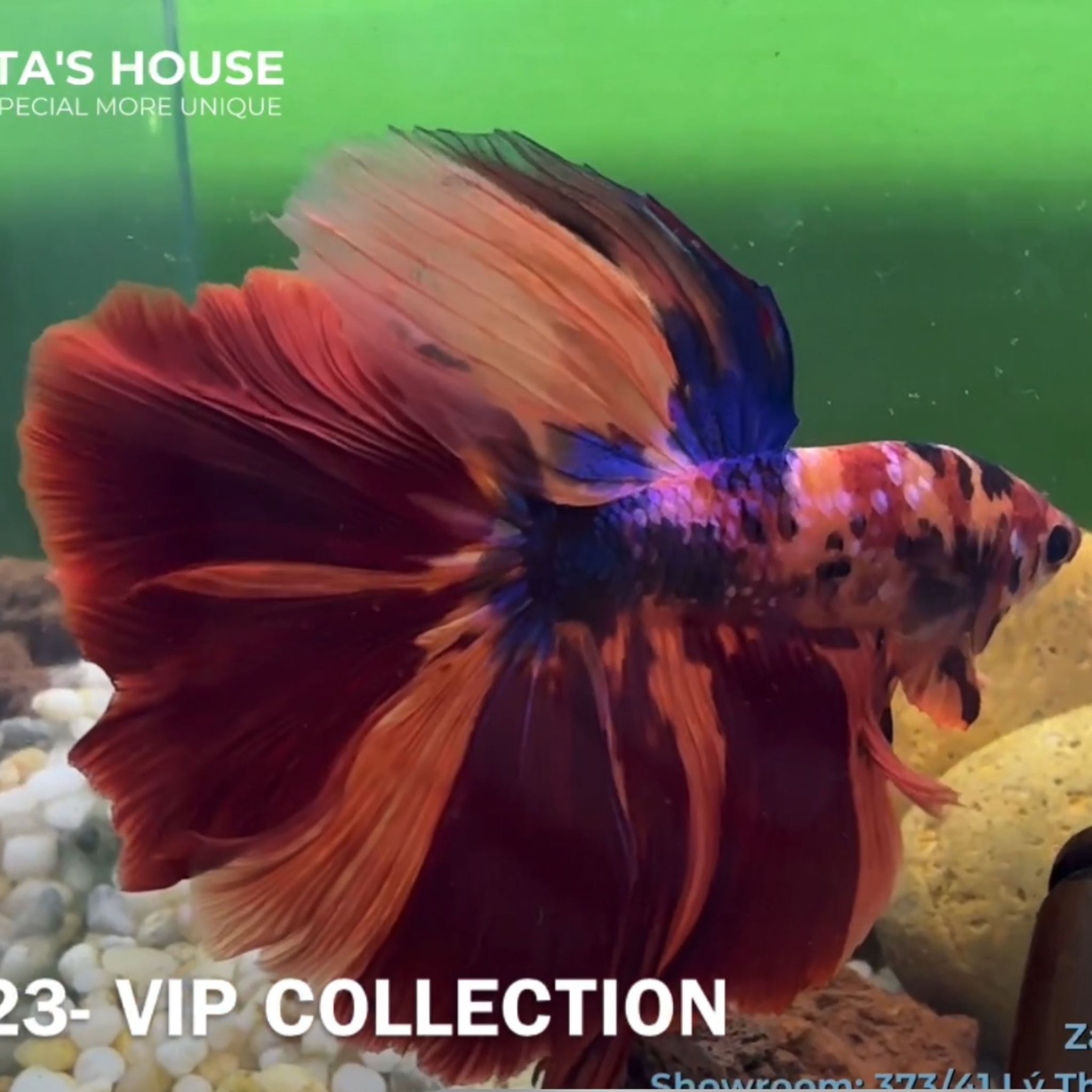 Chăm sóc cá Betta Halfmoon khỏe mạnh cùng Betta's House – Betta's House - Cửa hàng cá cảnh