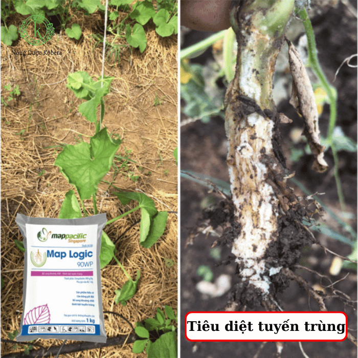 Thuốc Trừ Sâu Map Logic 90WP – Giải Pháp Diệt Tuyến Trùng Hiệu Quả, Bả – Nông Dược Kobeta
