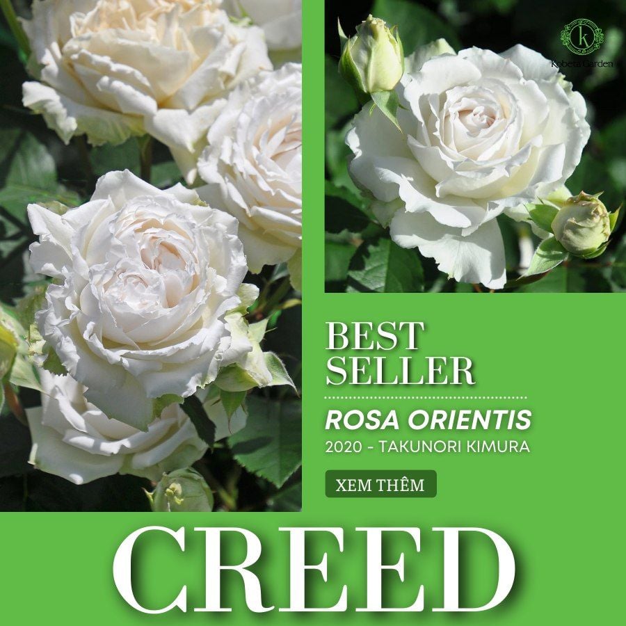 TOP 5 GIỐNG HOA HỒNG BEST SELLER TẠI KOBETA GARDEN – Kobeta Garden