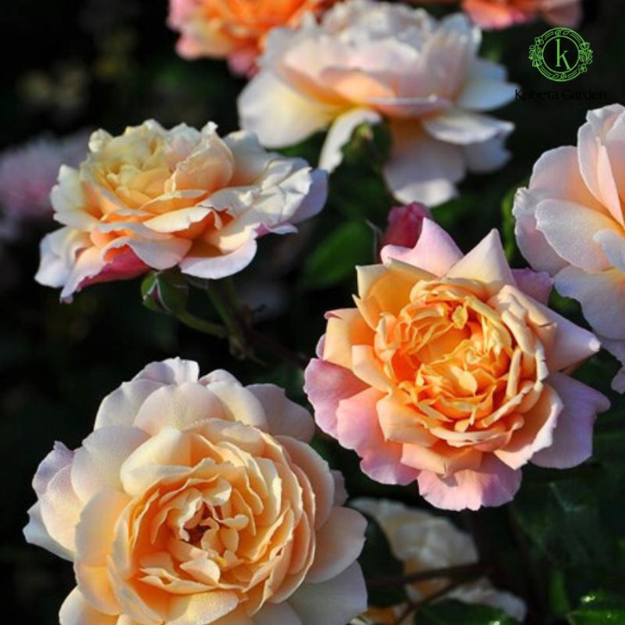 Những Giống Hoa Hồng Leo Phổ biến và Được Ưa Chuộng Nhất – Kobeta Garden