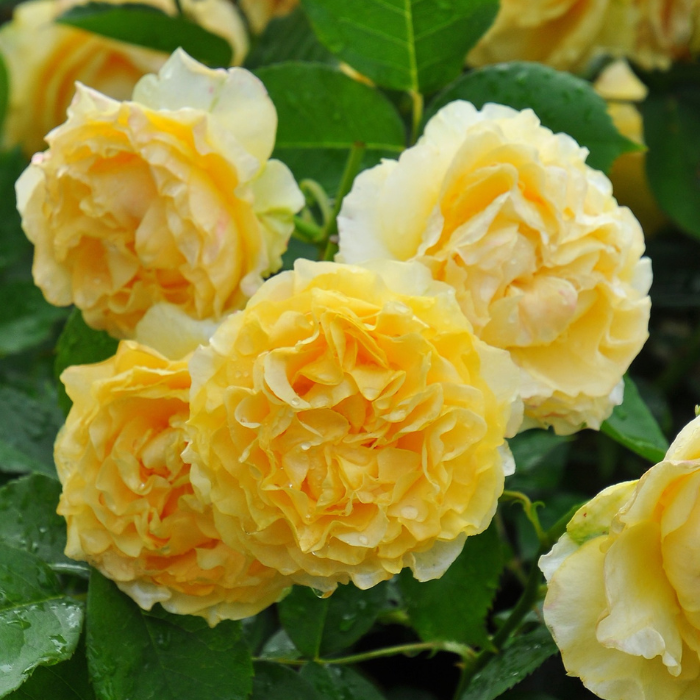 Top 5 Giống Hoa Hồng Bụi Màu Vàng Tuyệt Đẹp Đem Ánh Nắng Tươi Mới Cho – Kobeta Garden