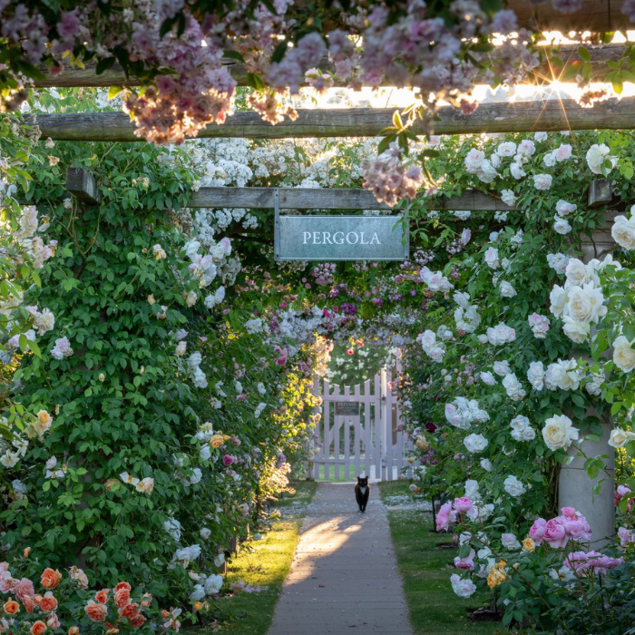 Hoa Hồng David Austin: Một Biểu Tượng Của Sự Lãng Mạn – Kobeta Garden