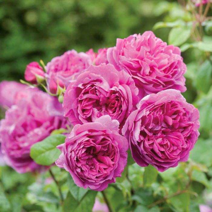 Hoa hồng David Austin - Biểu Tượng Của Sự Tinh Tế Và Sự Đa Dạng Sắc Mà – Kobeta Garden