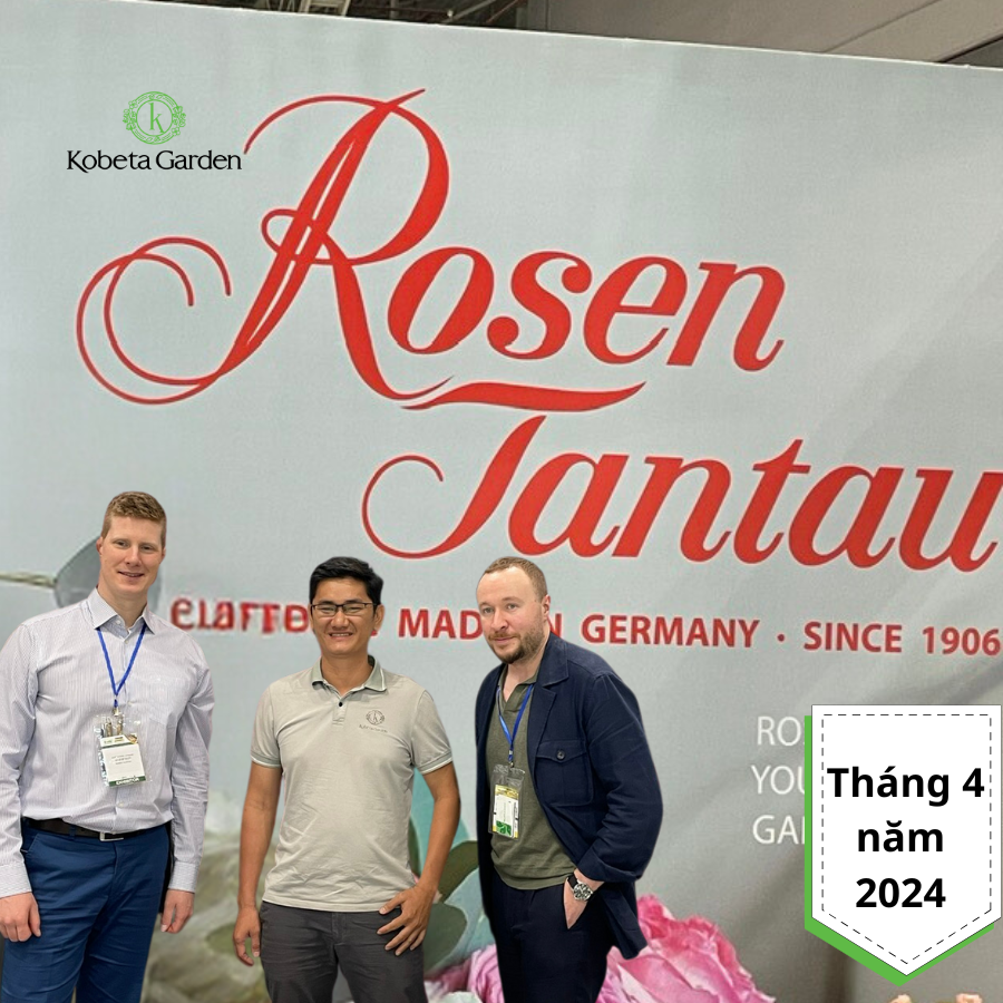 Rosen Tantau – Đối Tác Mới Nhất Của Kobeta Garden Năm 2024