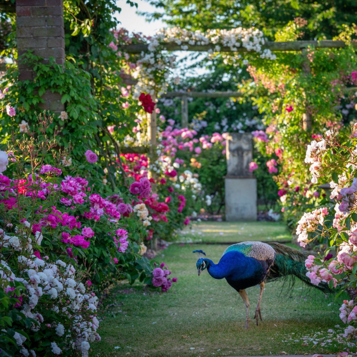 David Austin - Nơi Khởi Nguồn Của Những Bông Hồng Tinh Tế – Kobeta Garden
