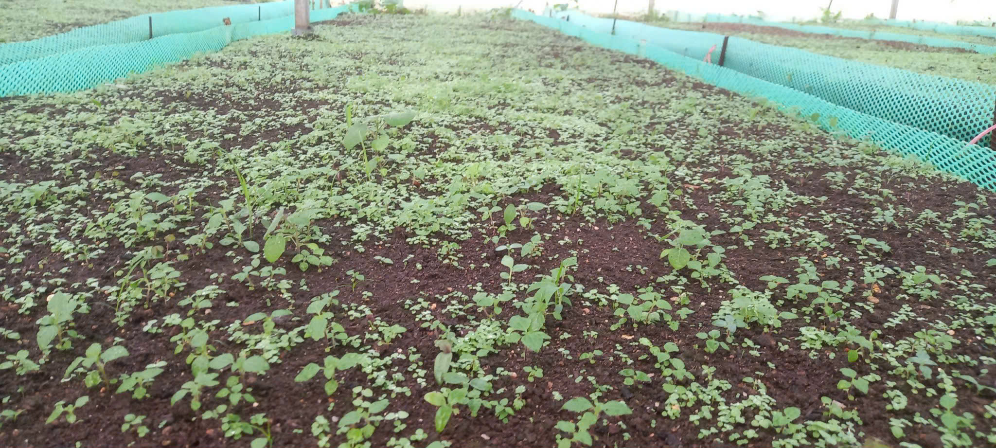 CPP-SeNPs và Cơ chế Chết tế bào theo Chương trình: Một cái nhìn sâu sắ – Đẳng Sâm Ngọc Linh