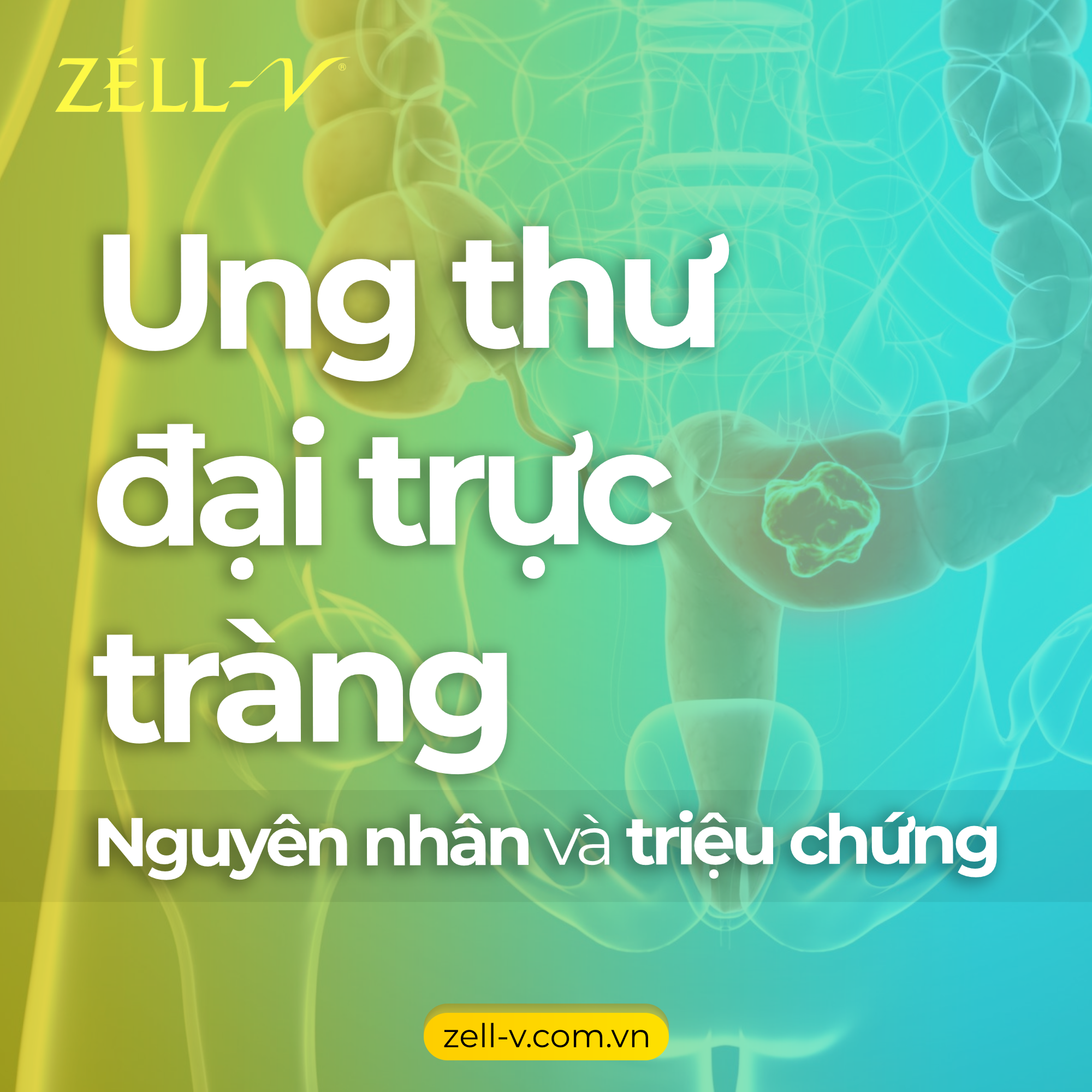 zell-v Việt Nam