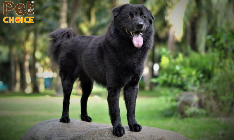Chó Bắc Hà đen tuyền: đặc điểm và hình ảnh chi tiết – petchoice