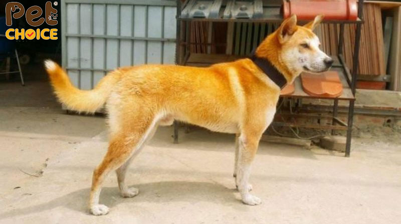 Chó Lài: Giống chó Dingo Đông Dương thuần chủng quốc khuyển Việt Nam – petchoice