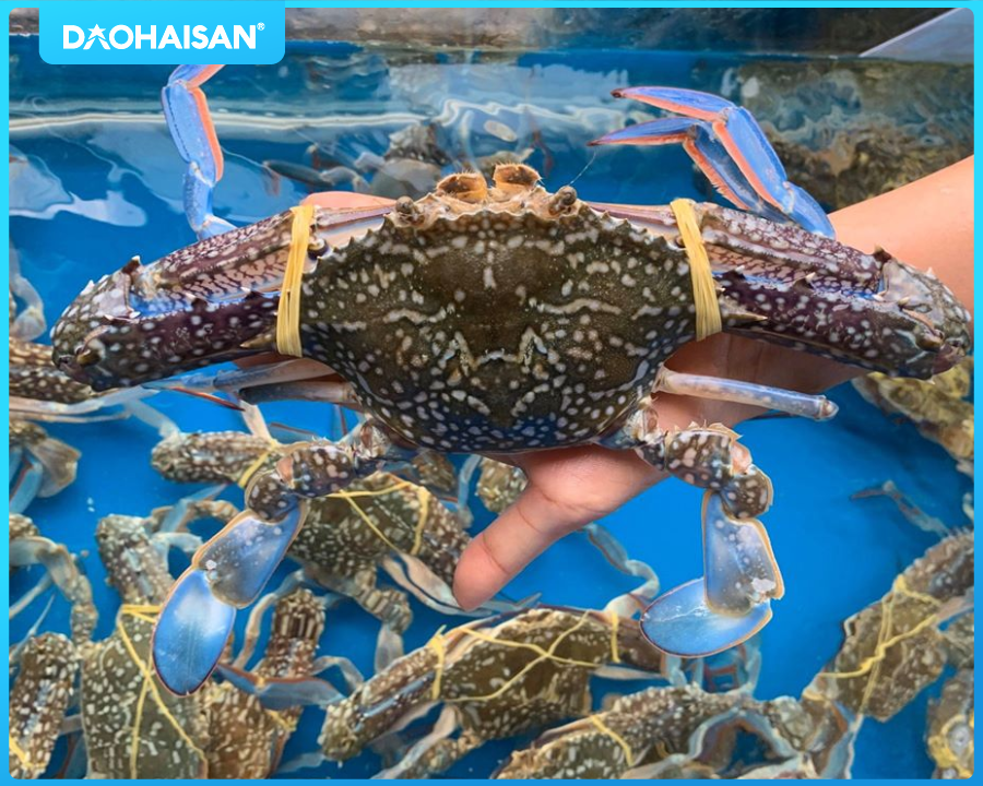 Các loại ghẹ biển tiêu biểu ở Việt Nam và cách phân biệt – DAOHAISAN