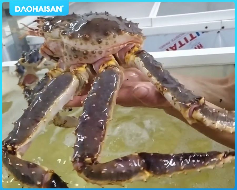 Cách làm món cua hoàng đế Alaska Ceviche – DAOHAISAN