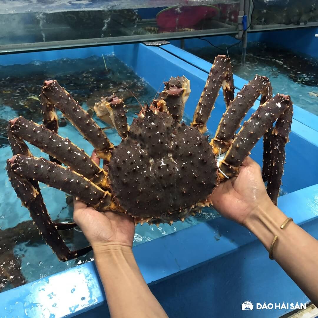 Cua King Crab™ hiện nay có giá ra sao và nơi mua hàng uy tín – DAOHAISAN