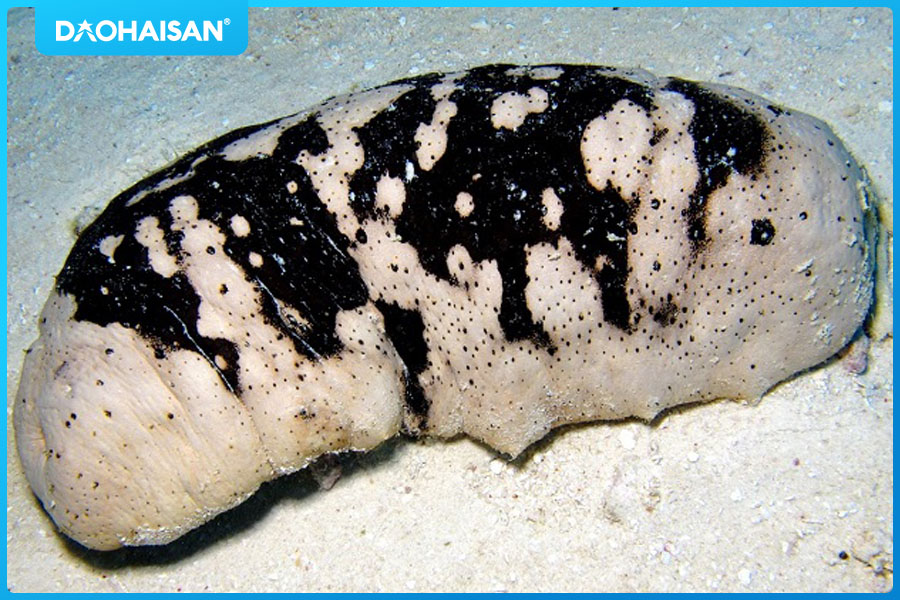 Tác dụng của hải sâm tới sức khỏe con người – DAOHAISAN