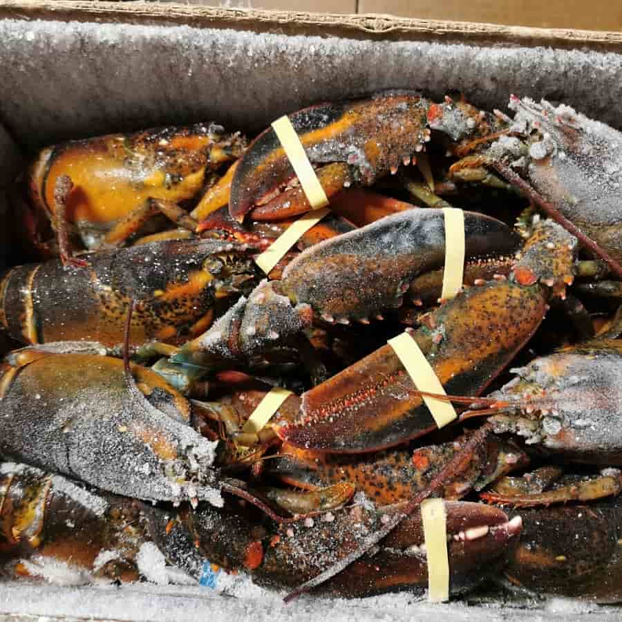 Tôm hùm Canada đông lạnh giá rẻ chất lượng mua ở đâu? – DAOHAISAN