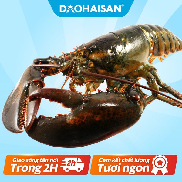 Tôm Hùm Alaska - Giao Nhanh Trong 2H – DAOHAISAN