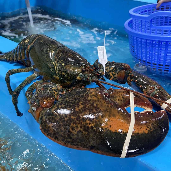 Tôm Hùm Alaska - Giao Nhanh Trong 2H – DAOHAISAN