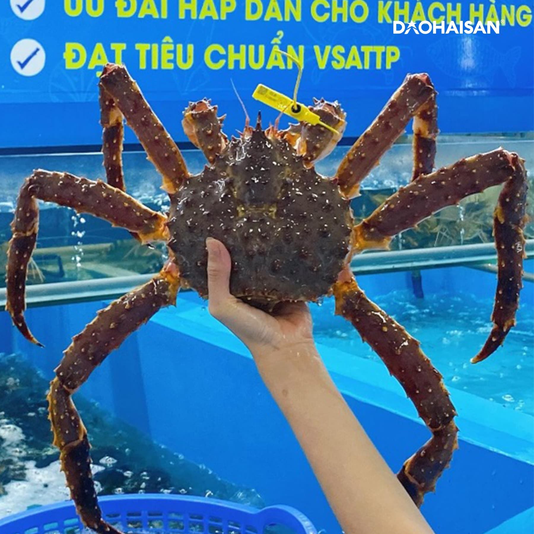 Cua Hoàng Đế Alaska - Cua KingCrab - Giao Sống Trong 2H – DAOHAISAN
