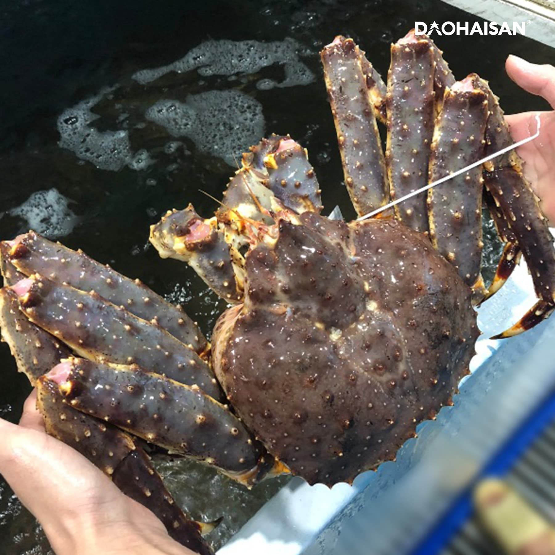 Cua Hoàng Đế Alaska - Cua KingCrab - Giao Sống Trong 2H – DAOHAISAN
