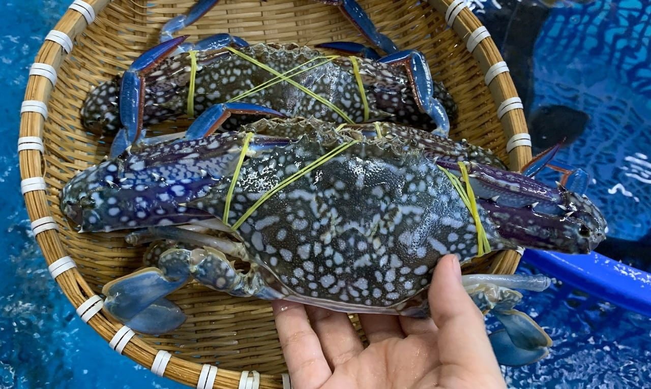 Ghẹ Xanh Sống Size 3-5 con/kg Giao S.ống nước với Oxi Nhanh Trong 2H ...