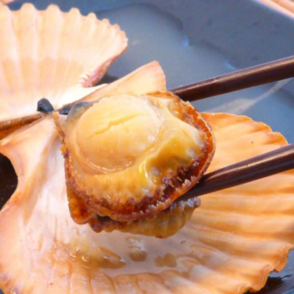 Sò Điệp Nhật Nguyên Con - GIAO NHANH TRONG 2H – DAOHAISAN