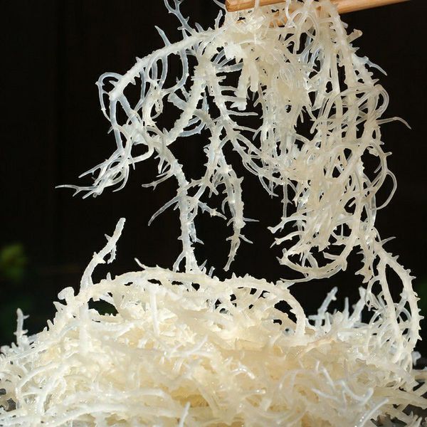 Rong Sụn Biển – DAOHAISAN