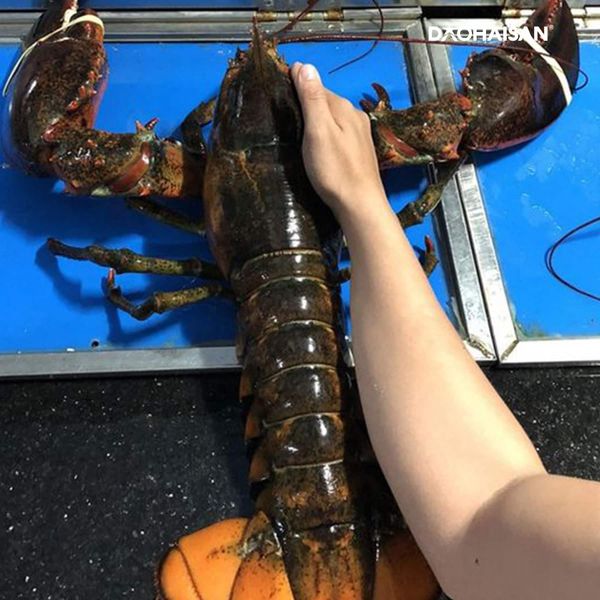 Tôm Hùm Alaska giá cập nhật MỚI | Giao hàng nhanh trong 2H – DAOHAISAN