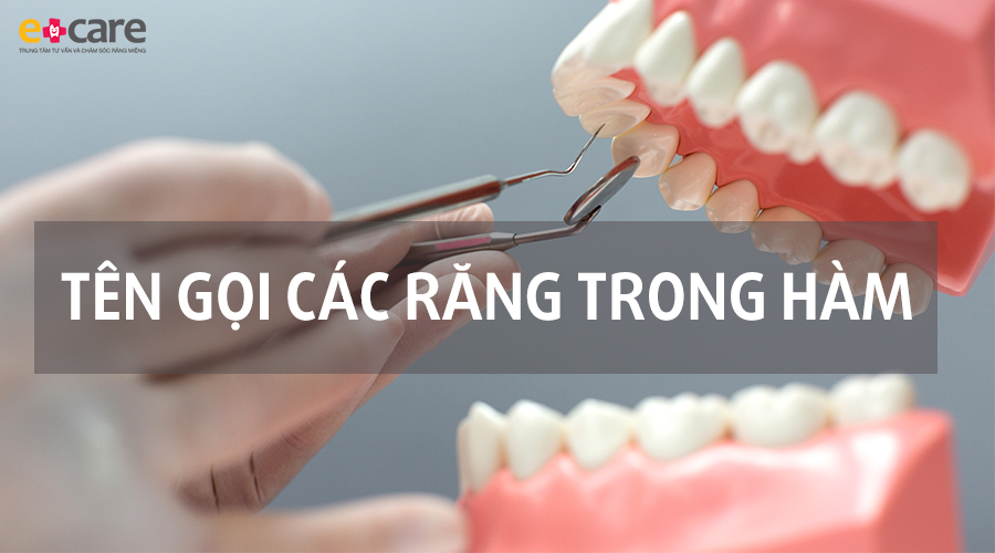 Tên gọi các loại răng trong hàm | ECARE STORE