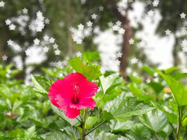 Thư viện ảnh đẹp Những bức ảnh xóa phông đẹp Nhìn sẽ muốn chụp ngay