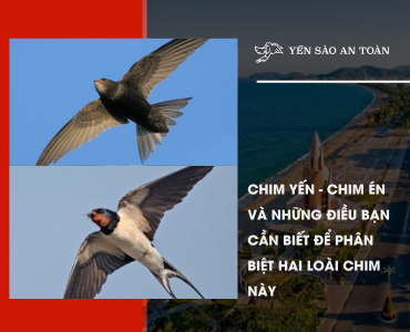 Chim yến - chim én và những điều bạn cần biết để phân biệt chúng – Yến ...