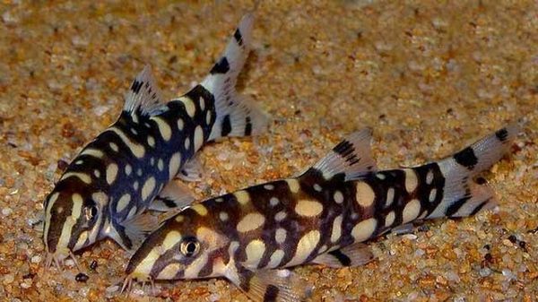 Cá Chuột Botia: Đặc Điểm, Cách Nuôi và Lợi Ích Trong Bể Thủy Sinh