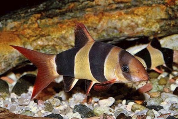 Cá Chuột Botia: Đặc Điểm, Cách Nuôi và Lợi Ích Trong Bể Thủy Sinh