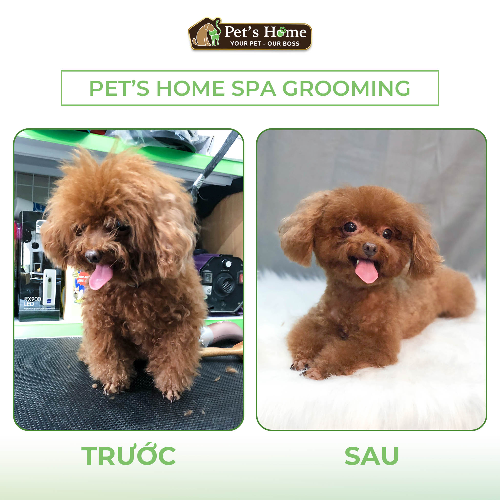 Pet's Home Spa Grooming