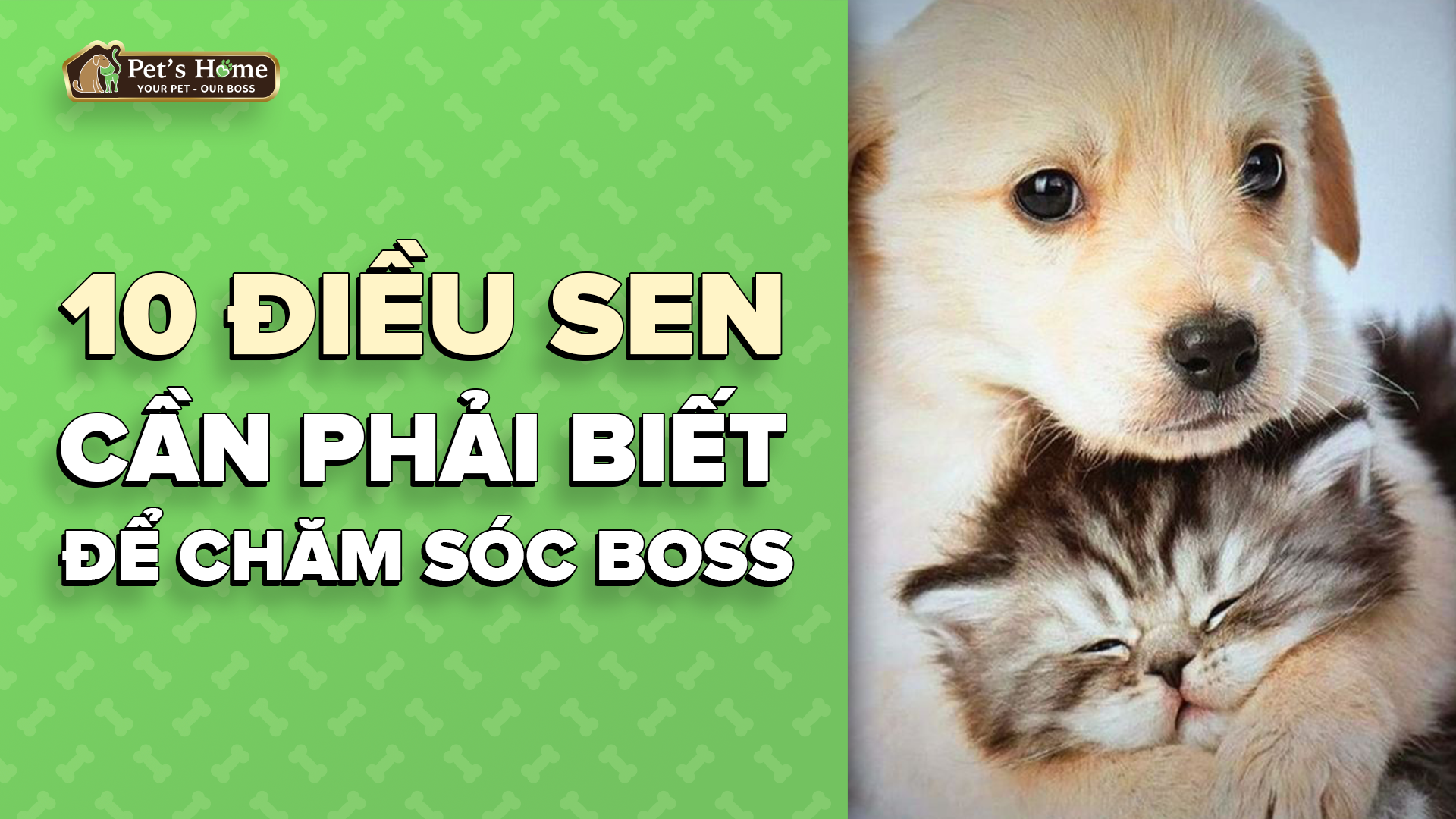 10 điều SEN cần phải biết để chăm sóc BOSS – Pet's Home