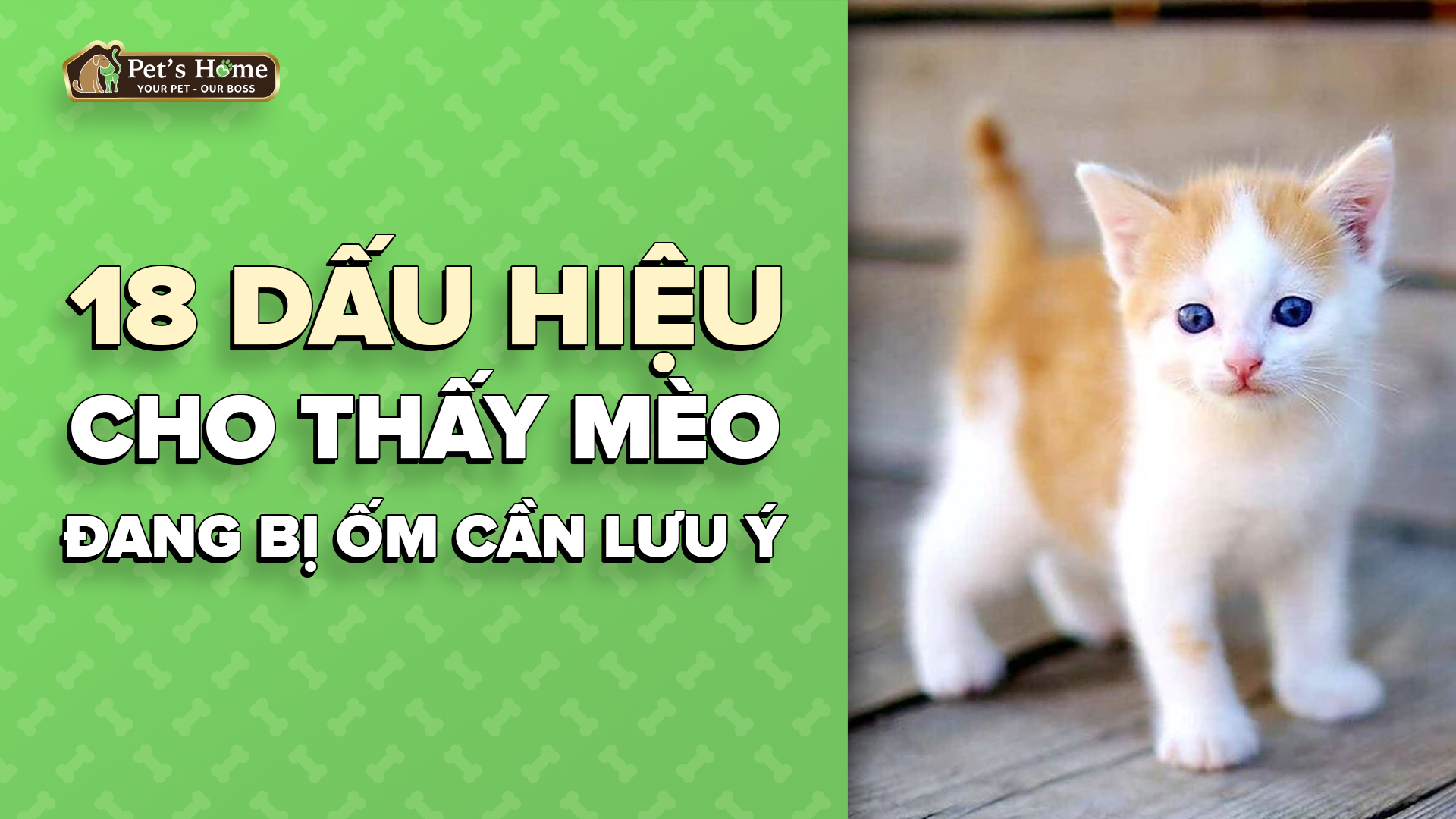 Khám phá dấu hiệu mèo bị bệnh để chăm sóc vật nuôi của bạn tốt hơn
