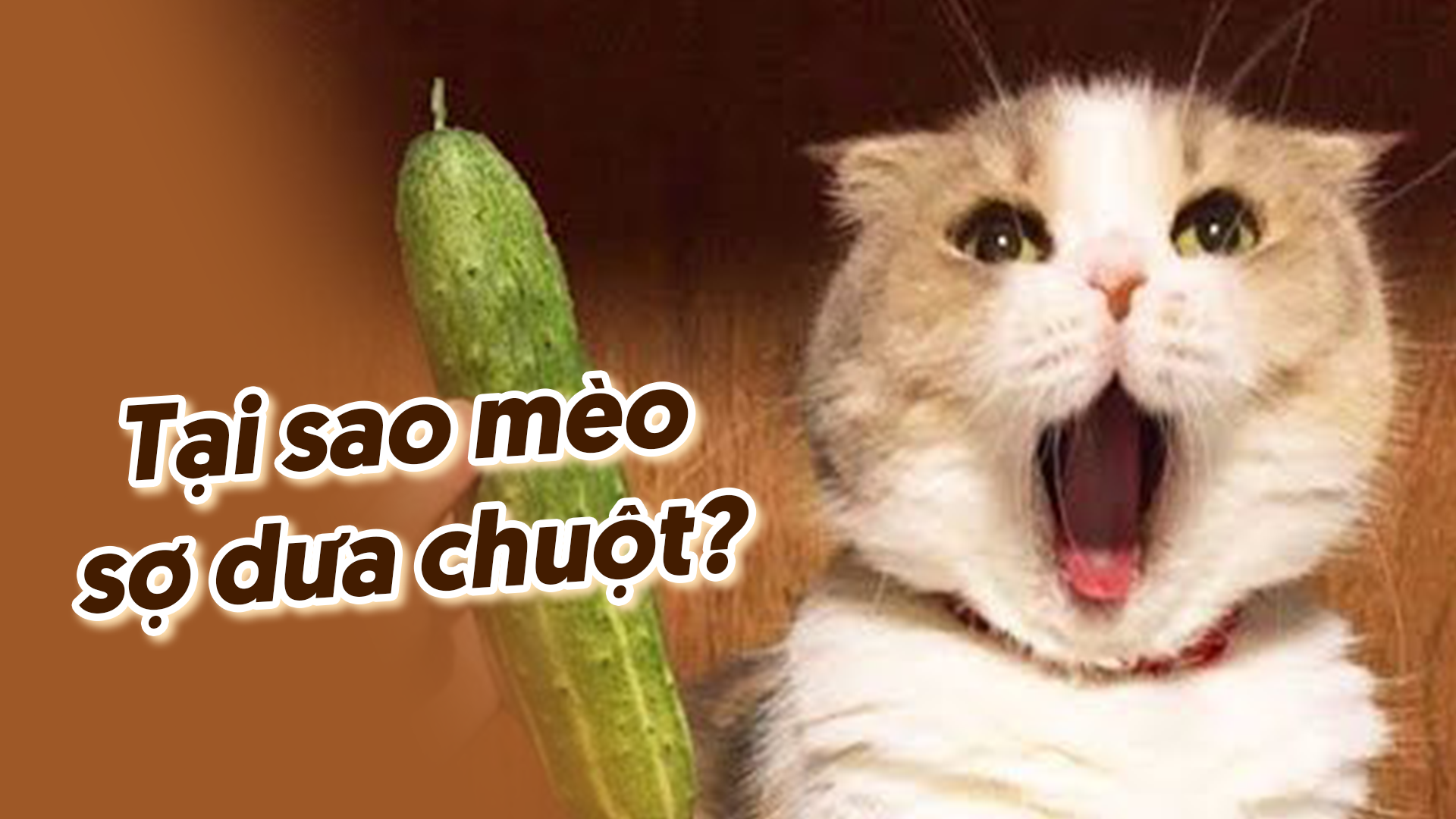 Tại sao mèo sợ dưa chuột? – Pet's Home