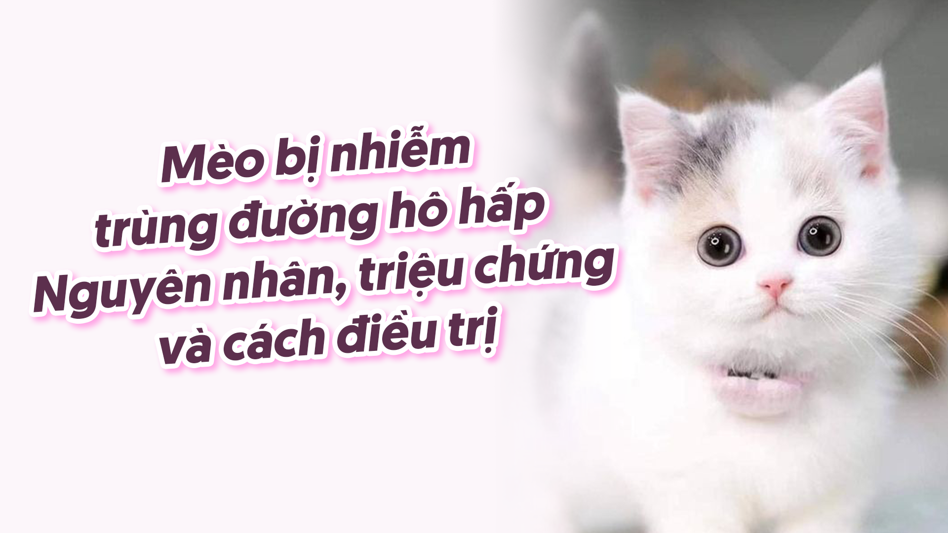 Mèo bị nhiễm trùng đường hô hấp – Nguyên nhân, triệu chứng và cách điề ...