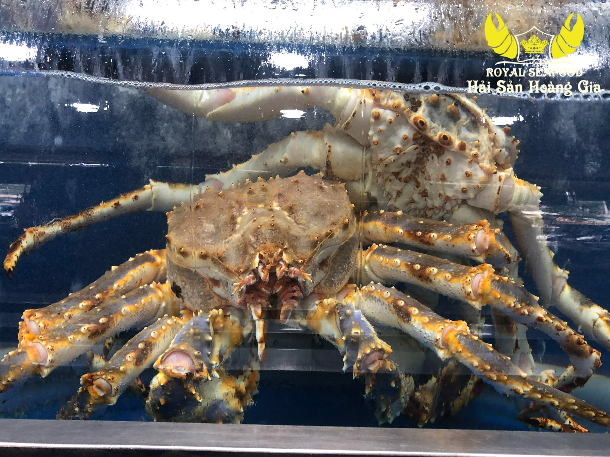 CUA KING CRAB – ĐIỀU TUYỆT VỜI TẠO NÊN BÀN TIỆC SANG CHẢNH