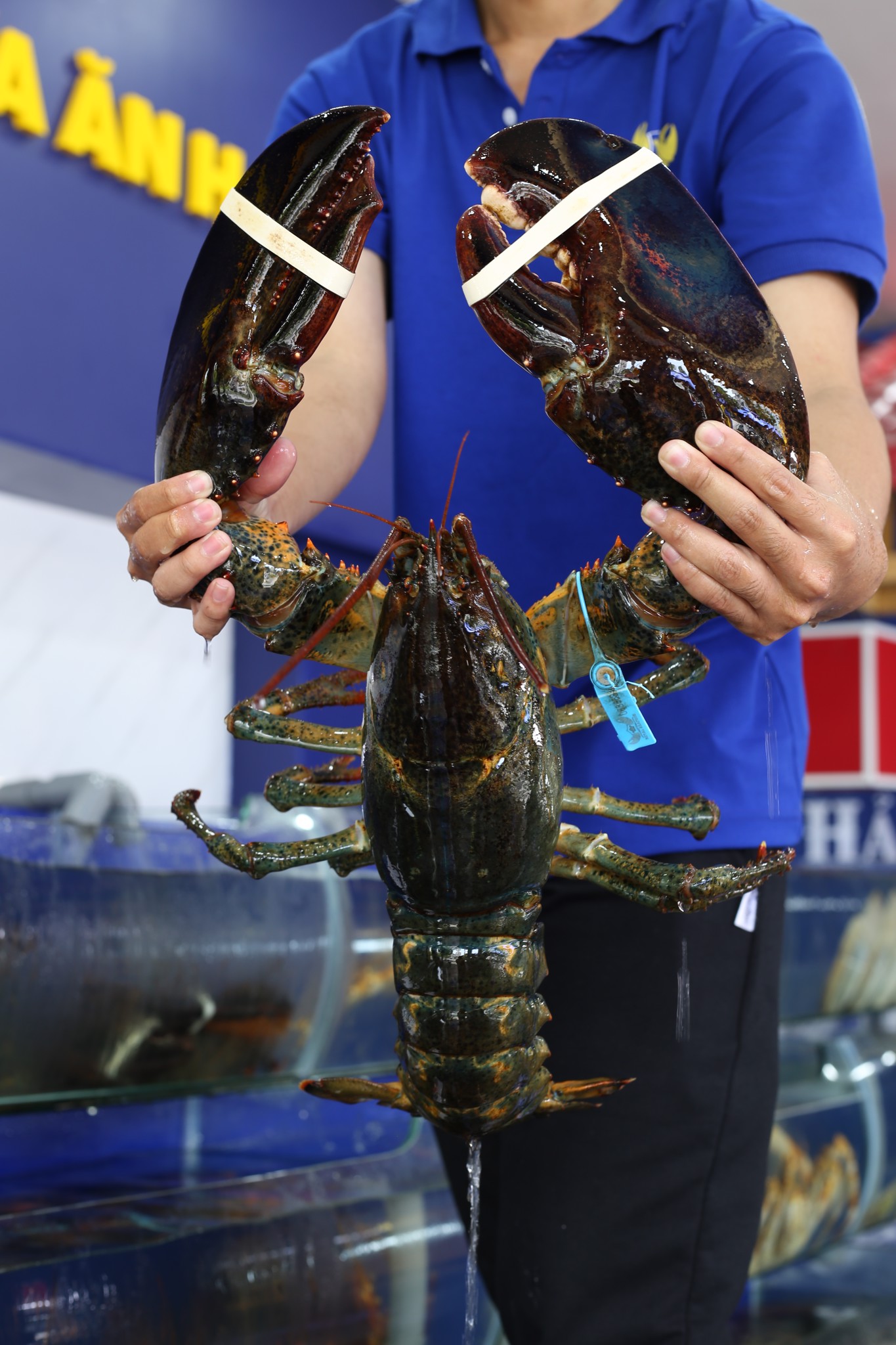 TÔM HÙM CANADA TƯƠI SỐNG “HOT” ĐẾN MỨC ĐỘ NÀO